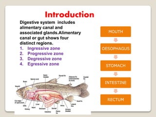 Fish Digestive System