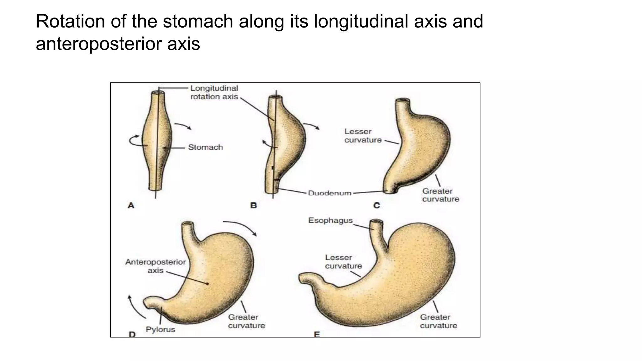 Alimentary system.pptx