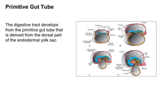 Alimentary system.pptx