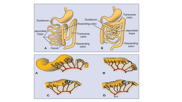Alimentary system.pptx
