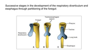 Alimentary system.pptx