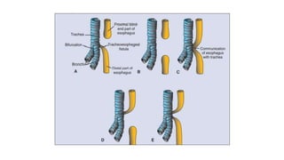 Alimentary system.pptx