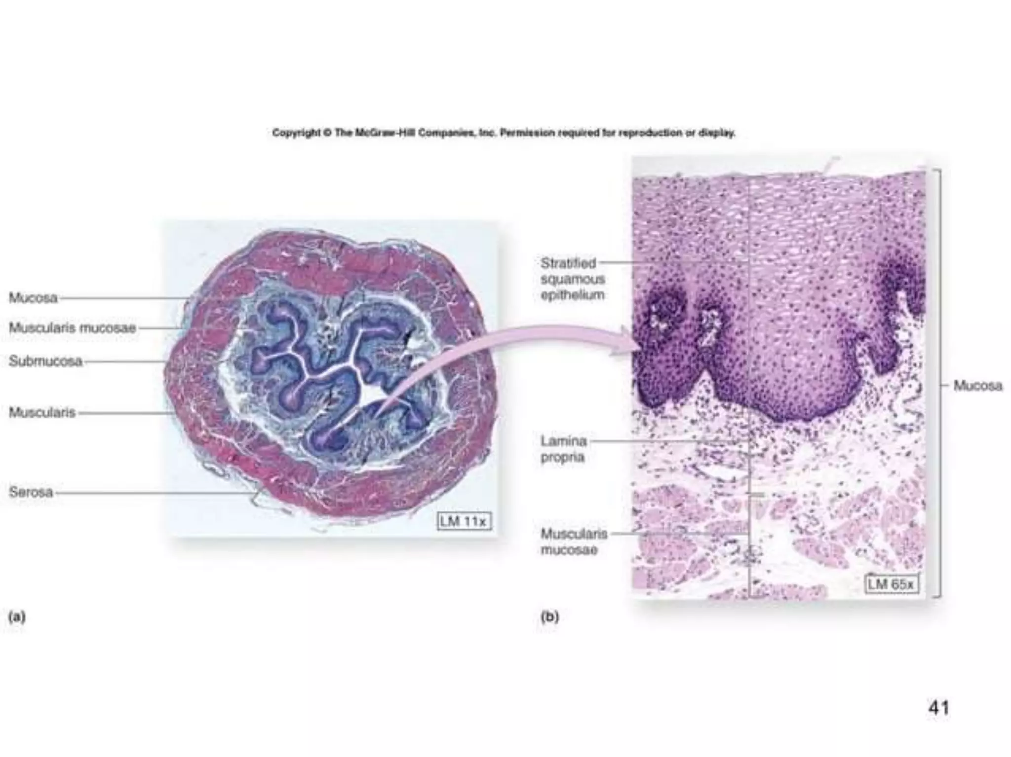 Alimentary system.pptx