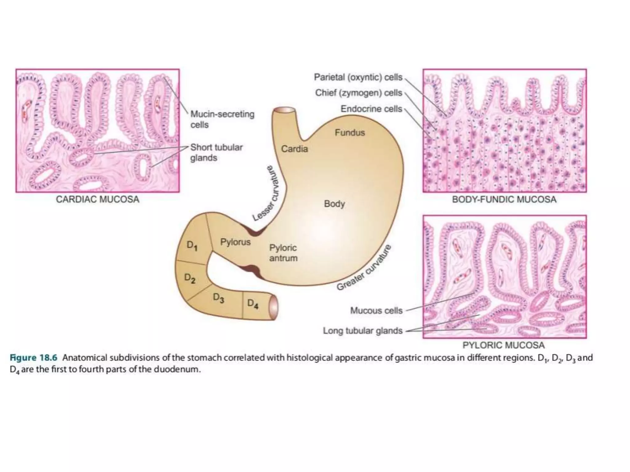 Alimentary system.pptx