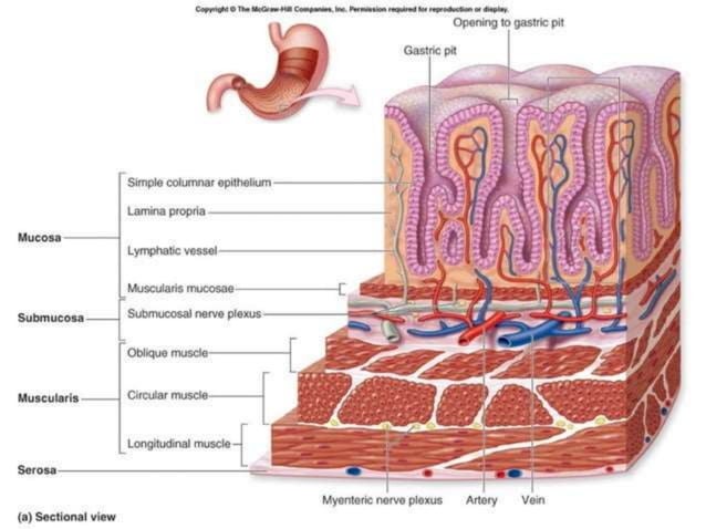 Alimentary system.pptx | Free Download