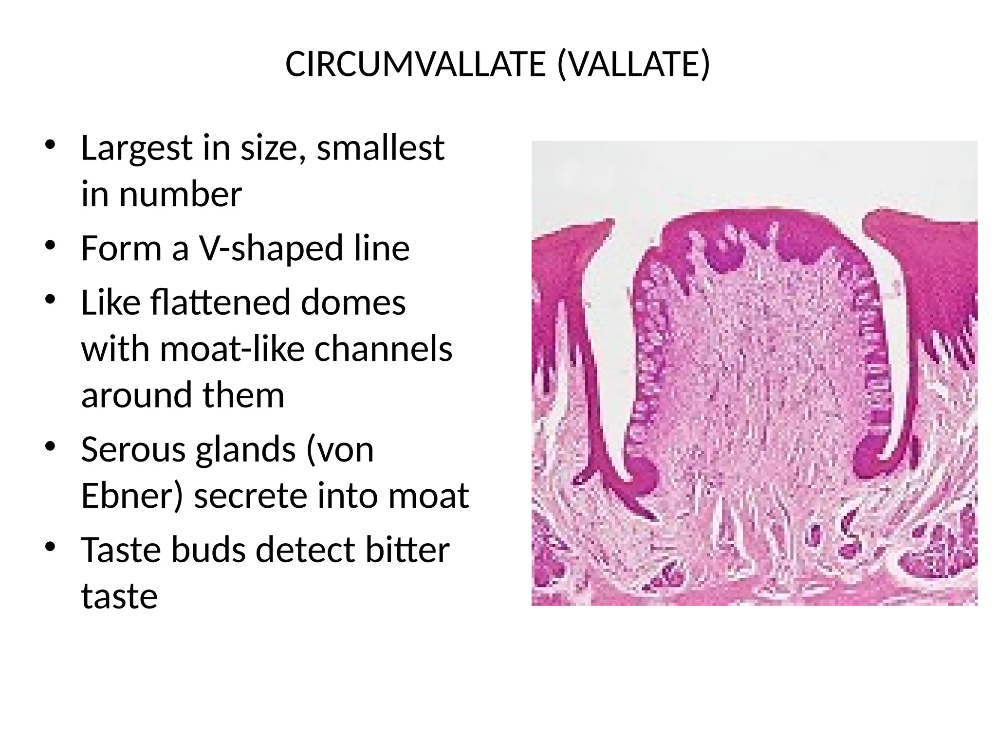 Alimentary System And Its Metabolic Processess 1 Pptx