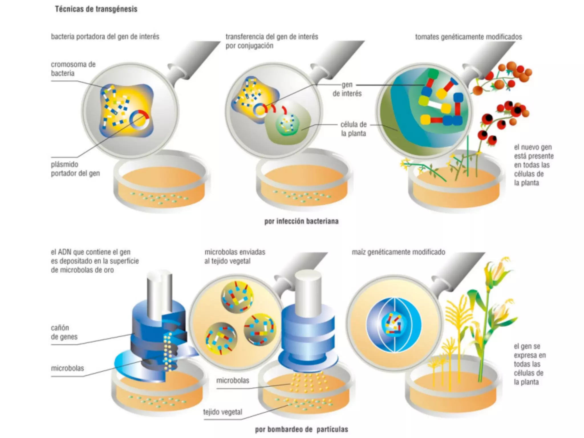 Alimentos transgénicos ventajas y desventajas. | PPT