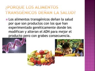 Alimentos transgénicos | PPTX | Genetics | Science