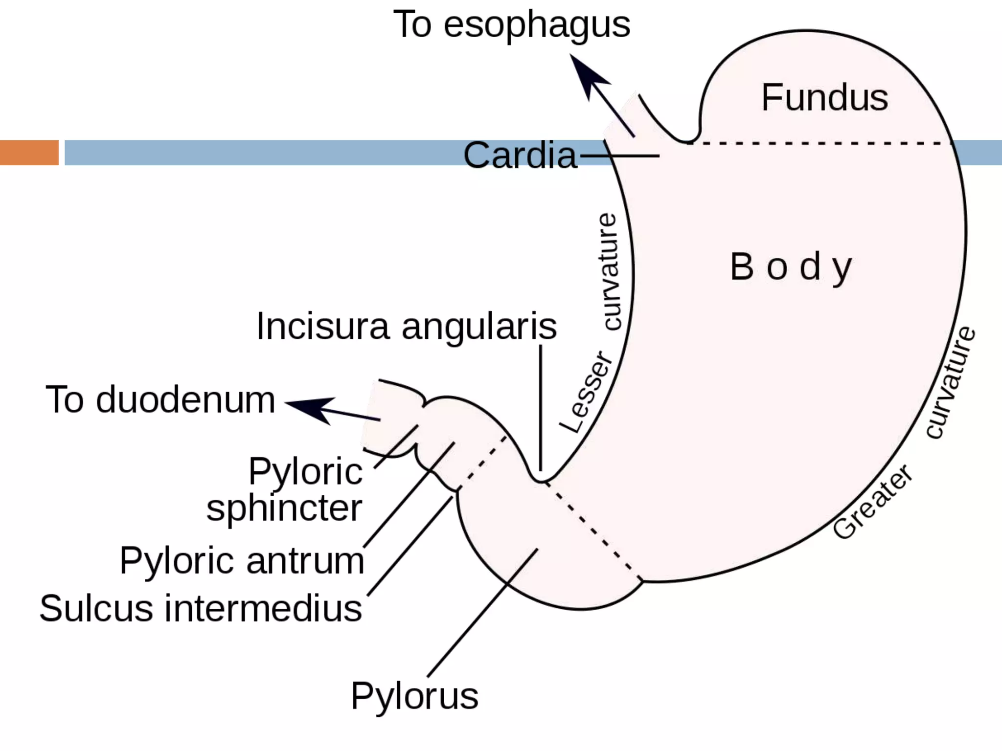 Alimentry system anatomy | PPTX