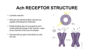 NEUROMUSCULAR BLOCKING AGENT IN ANESTHESIA | PPTX