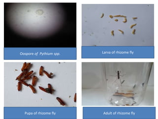 EFFECTS OF DIFFERENT FUNGICIDES AGAINST RHIZOME ROT DISEASE OF GINGER ...