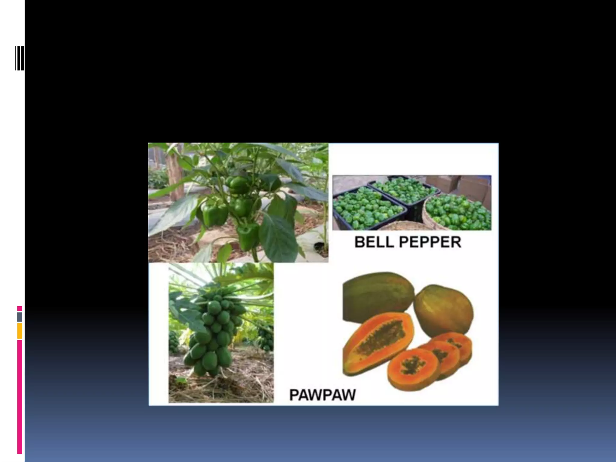 Alina Constantin GRUPA 8218 | PPT