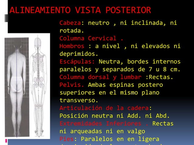 Alineación en plomada 2 | PPTX