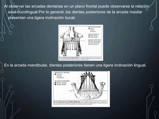 Alineación y oclusión de los dientes | PPTX