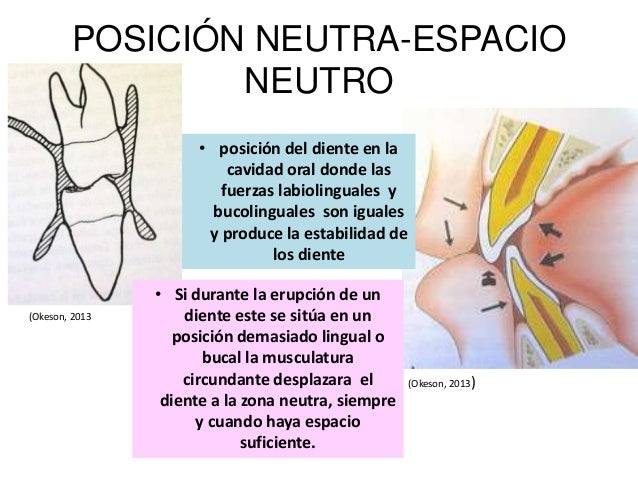Alineacion y oclusion de los dientes