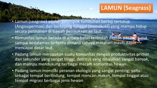 Aliran energi dalam ekosistem lamun | PPT