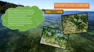 Aliran energi dalam ekosistem lamun | PPT