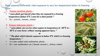 Cold stress by Alisha Dewangan botany.pdf