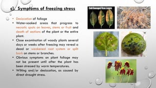 Cold stress by Alisha Dewangan botany.pdf