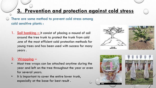 Cold stress by Alisha Dewangan botany.pdf