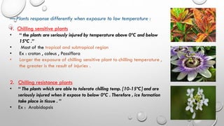 Cold stress by Alisha Dewangan botany.pdf