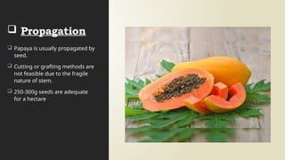 production technology of papaya presentation [1].pptx