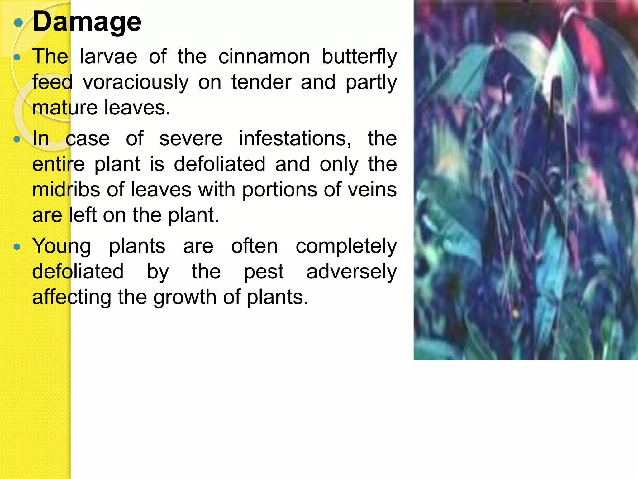 Major pests of Black Pepper,cinnamon and clove | PPTX