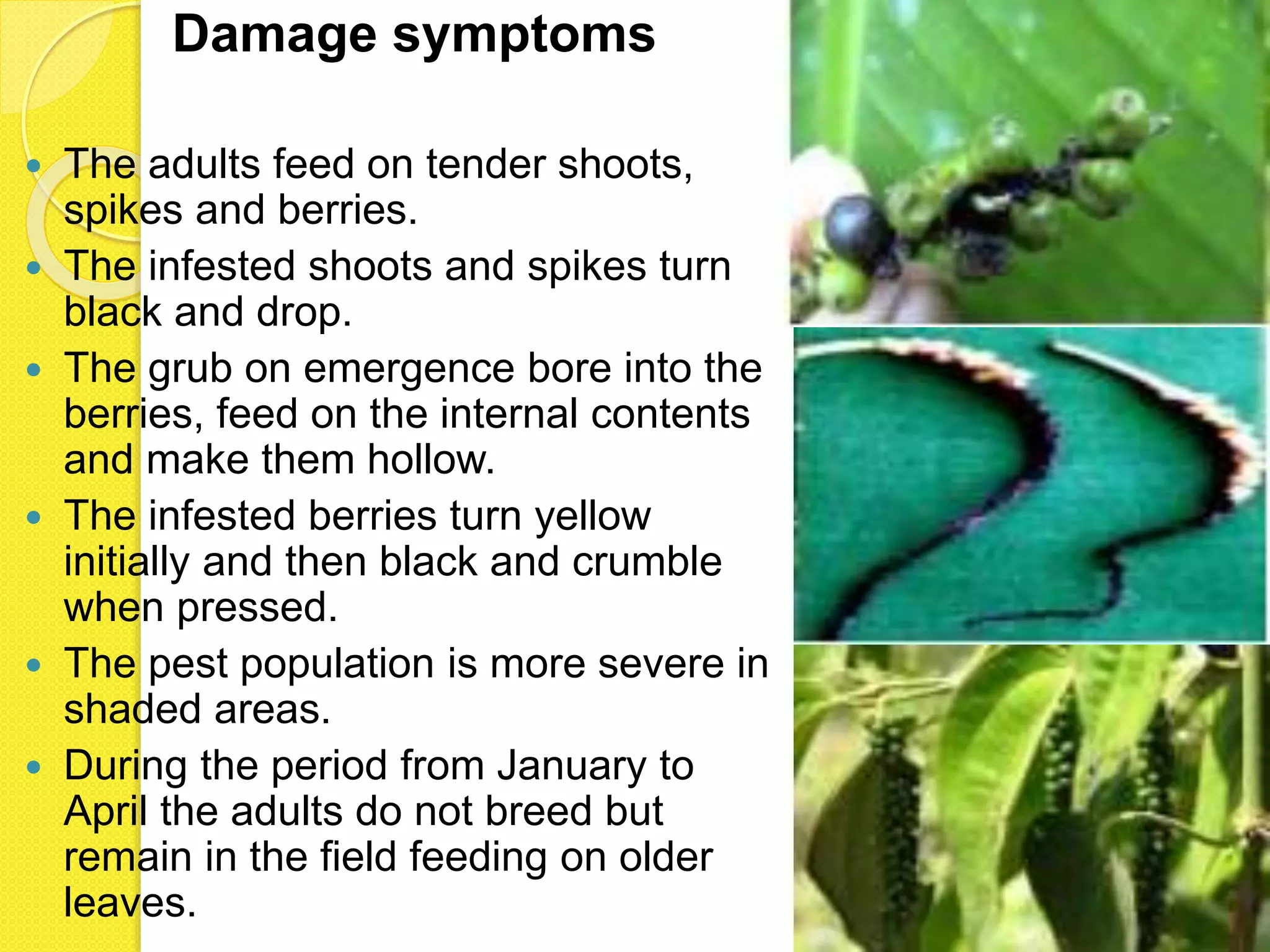 Major pests of Black Pepper,cinnamon and clove | PPTX