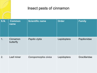 Major pests of Black Pepper,cinnamon and clove | PPTX