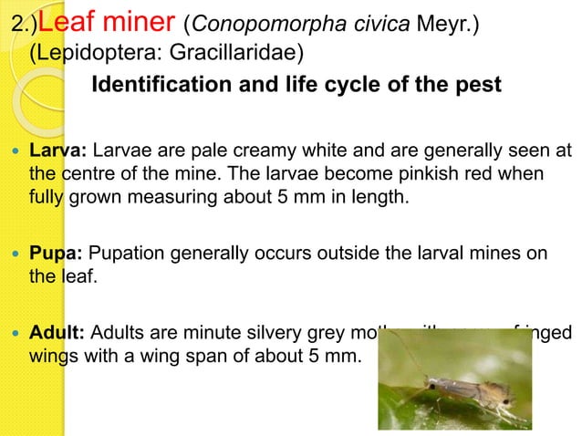 Major pests of Black Pepper,cinnamon and clove | PPTX