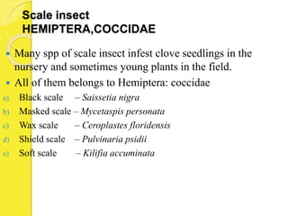 Major pests of Black Pepper,cinnamon and clove | PPTX