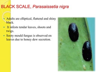 Major pests of Black Pepper,cinnamon and clove | PPTX