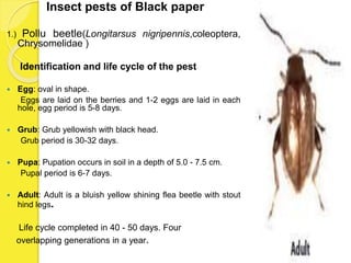 Major pests of Black Pepper,cinnamon and clove | PPTX