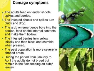 Major pests of Black Pepper,cinnamon and clove | PPTX