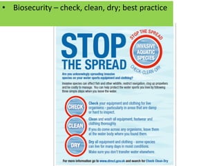 Alison Dunn Invasive species and fieldwork | PPT