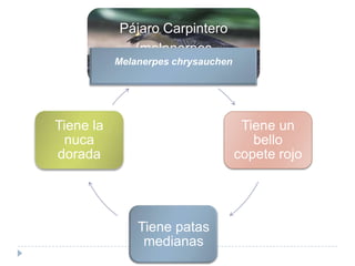 Las aves de Bahía Ballena, el pájaro carpintero | PPTX