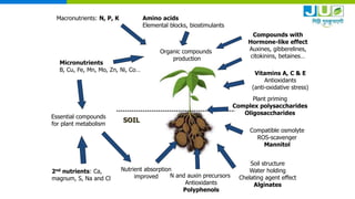 Alivio training module | PPTX