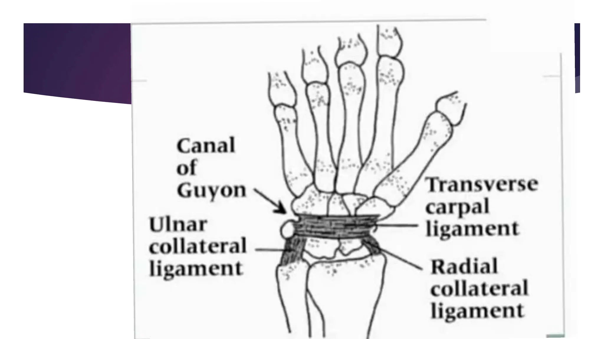 Upper limb LIGAMENTS.pptx