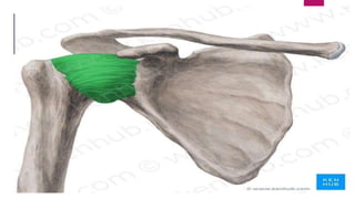 Upper limb LIGAMENTS.pptx