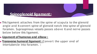 Upper limb LIGAMENTS.pptx
