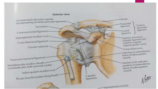 Upper limb LIGAMENTS.pptx
