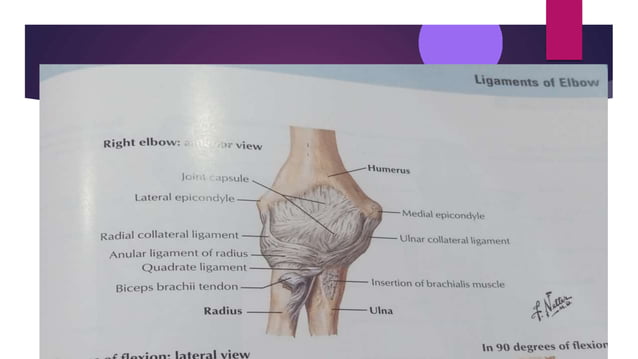 Upper limb LIGAMENTS.pptx