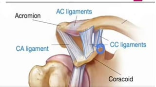 Upper limb LIGAMENTS.pptx