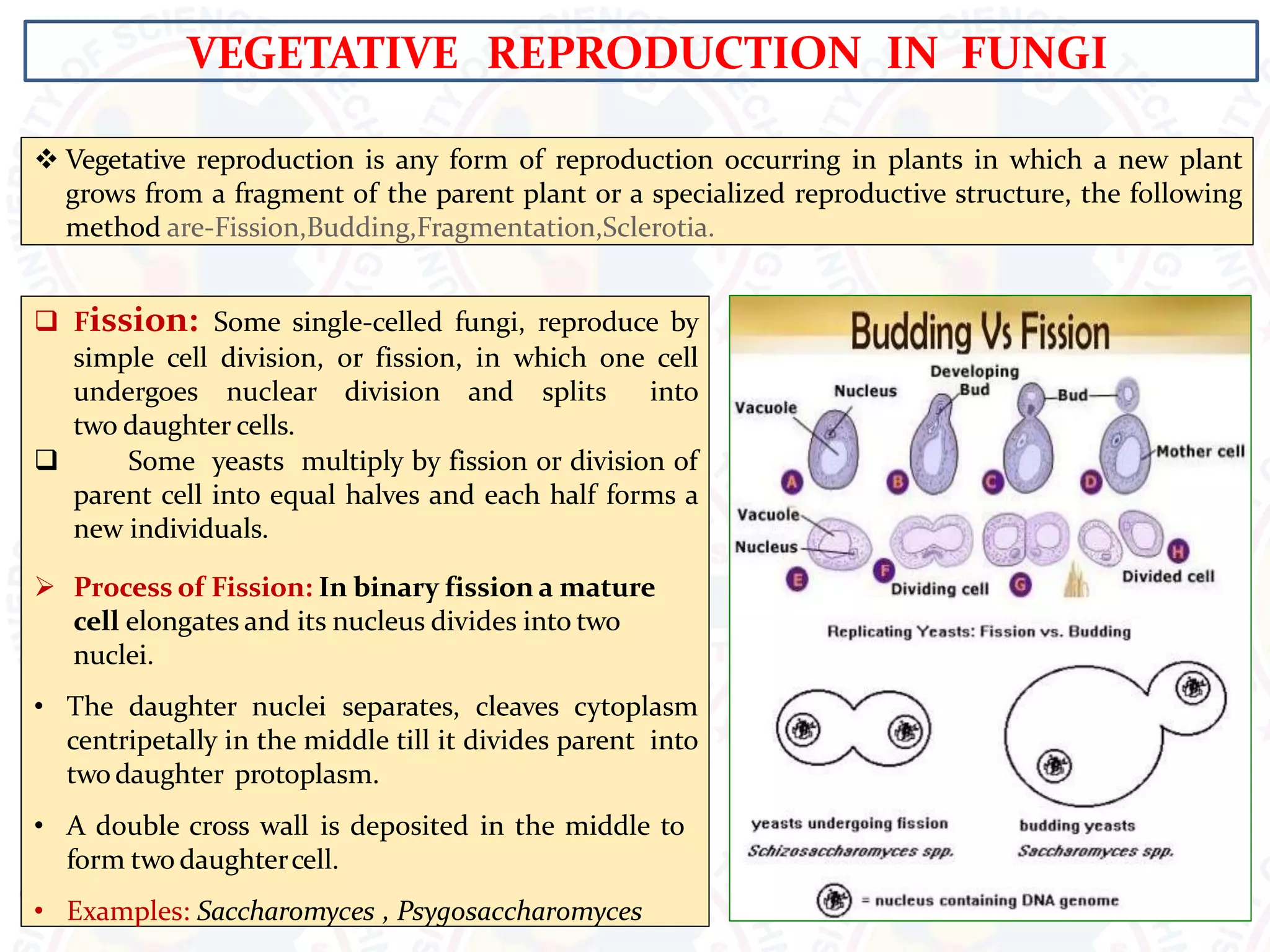Different modes of reproduction of fungi and reproductive structure and nutrition.pptx