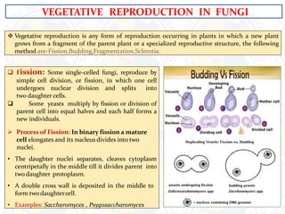 Different modes of reproduction of fungi and reproductive structure and nutrition.pptx