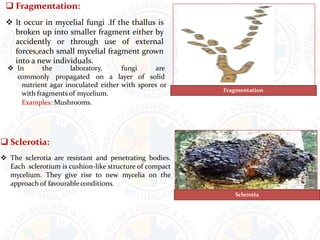 Different modes of reproduction of fungi and reproductive structure and ...