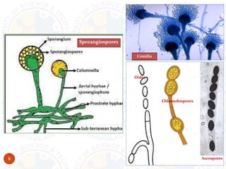Different modes of reproduction of fungi and reproductive structure and ...