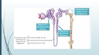 regulación renal potasio,calcio, fosfato y magnesio.pptx