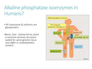 Alkaline phosphate | PPTX