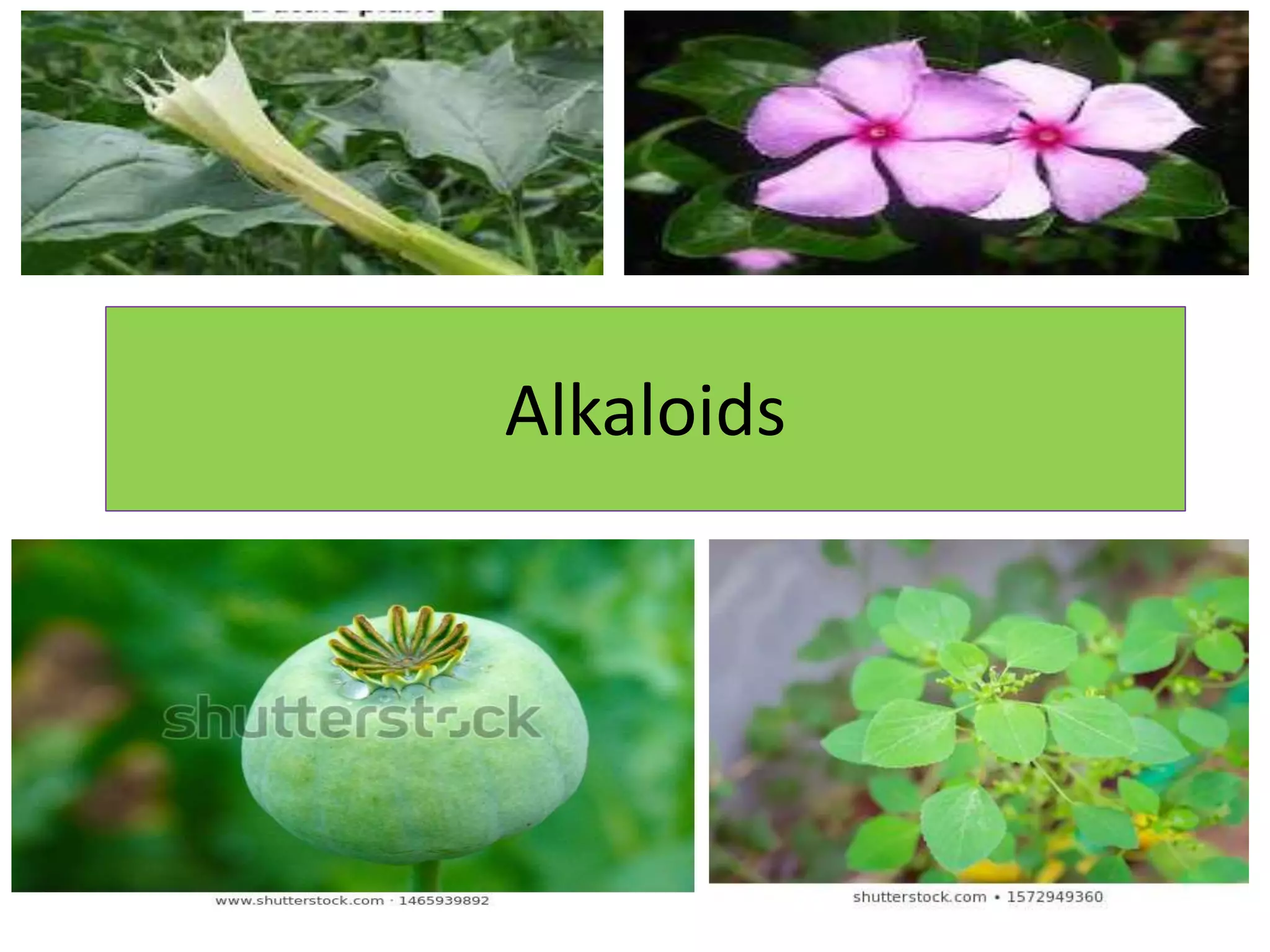 Alkaloids | PPT